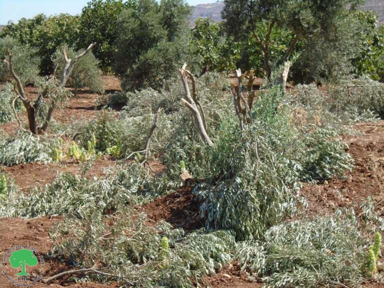 Settlers destroy 13 olive trees in the town of Turmusaya, in Ramallah ...
