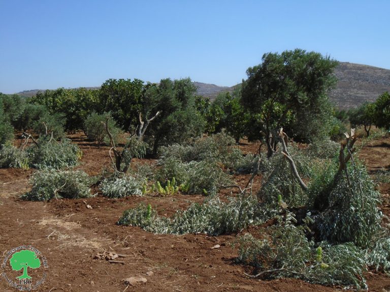 Settlers destroy 13 olive trees in the town of Turmusaya, in Ramallah ...